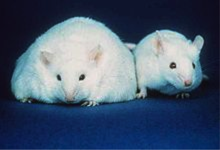 Epigenetics, Rats and Foetal Programming: Making the “Good Enough” 21st ...
